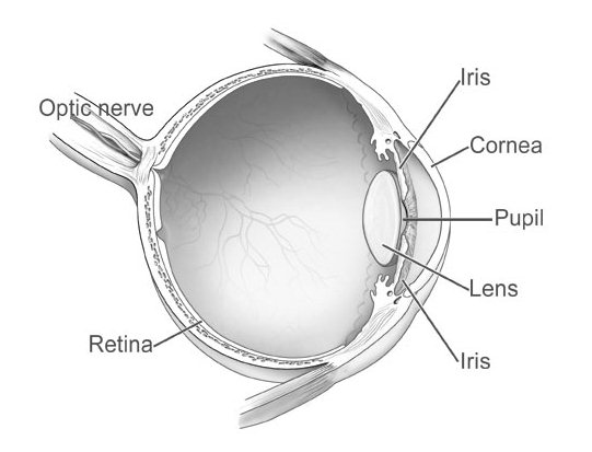 Human Eye Diagram And Anatomy Complete With Images Safe Health Tips human-eye-diagram-and-anatomy-complete-with-images-safe-health-tips