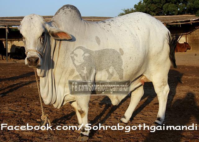 Qhan G.: Dilpasand Sibbi bulls....