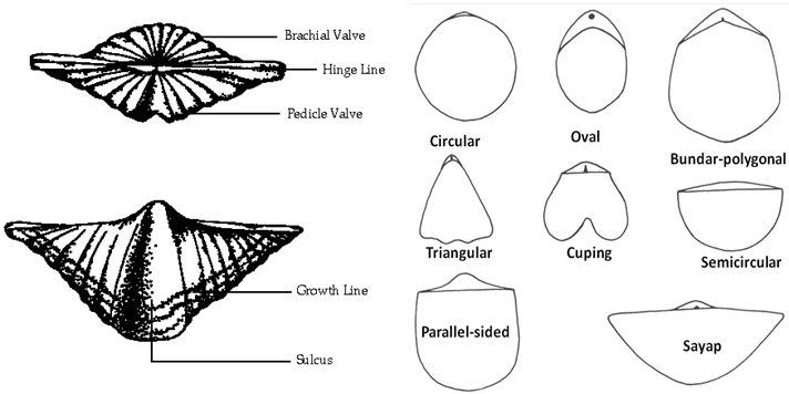 ayo belajar GEOLOGI !!": BRACHIOPODA
