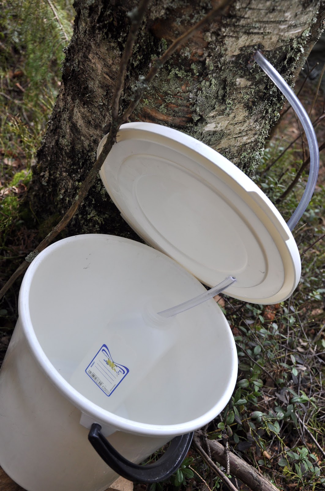 CampaSimpukka: Koivumahlaa