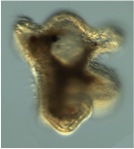 Invertebrate Embryology: Müller’s larva