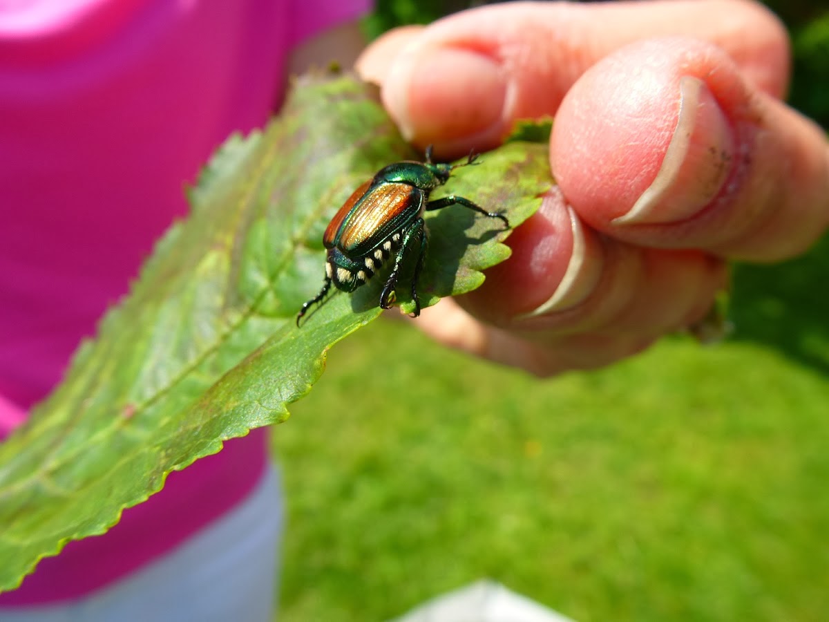 Nature Nimbus: Arthropod Mysteries from Camping