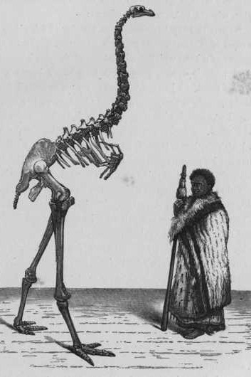 Universo Animal: Moa (ave extinguida)