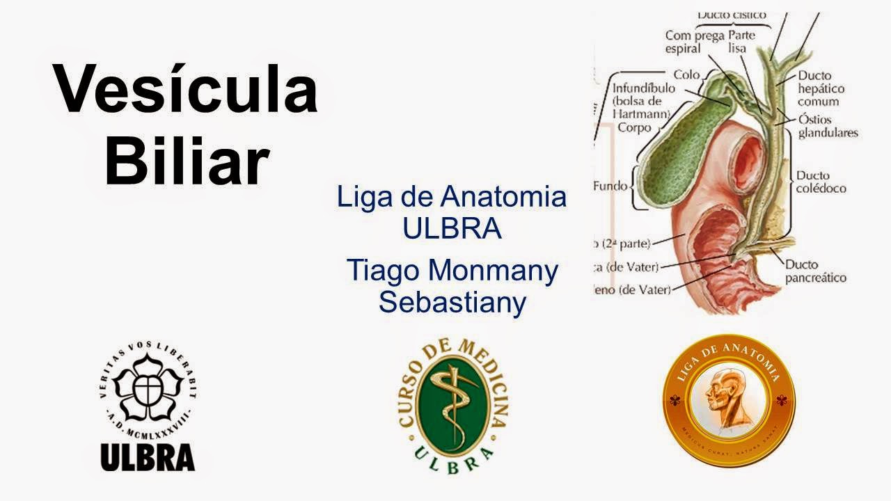 Liga de Anatomia ULBRA: VESÍCULA BILIAR