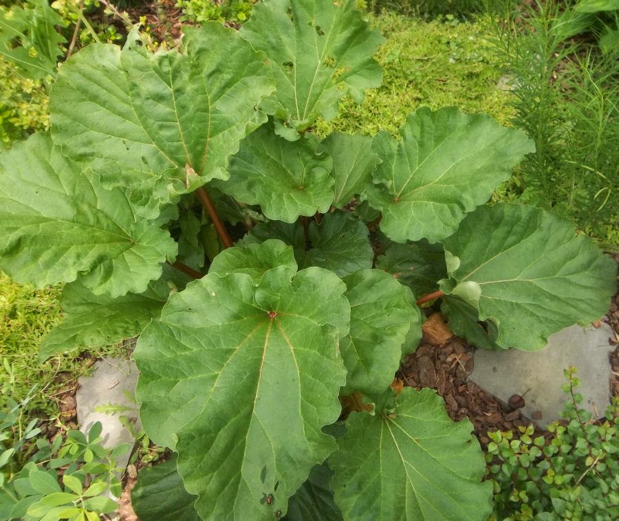 Future Plants by Randy Stewart: Ornamental Rhubarb