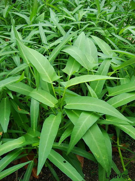 Kankun -Ipomoea aquatica | Herbal plants Sri Lanka