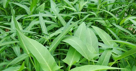 Herbal plants Sri Lanka: Kankun -Ipomoea aquatica