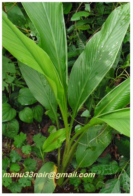 papanasini: MANJA KOOVA ( മഞ്ഞ കൂവ ) ( East Indian arrowroot.)