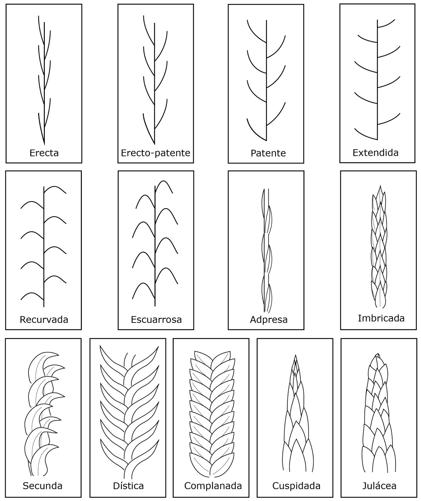 Proyecto Musgo: Glosario