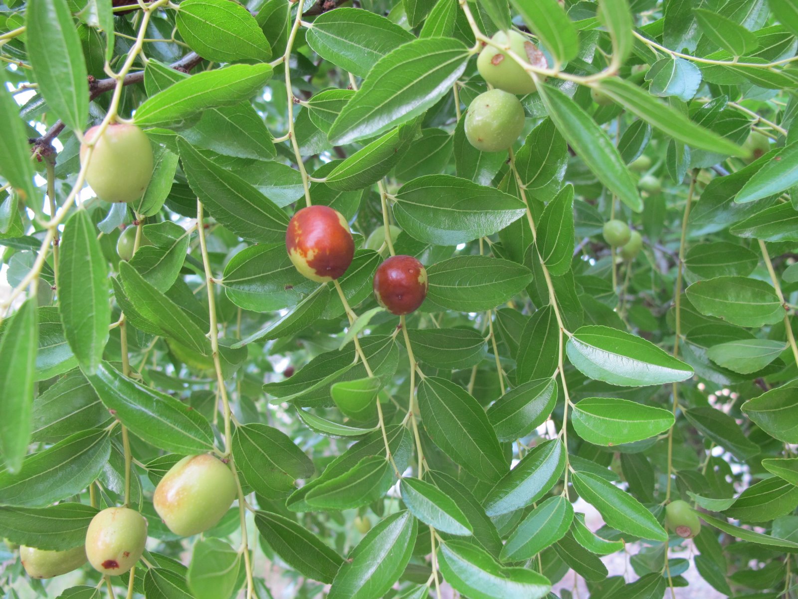 FLORA NEL SALENTO e.. anche altrove: Ziziphus jububa Mill. - Rhamnaceae ...