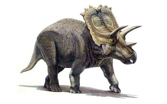 FAMILIA CERATOPSIDAE: DINOSAURIOS: FAMILIA CERATOPSIDAE
