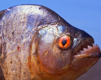 www.Primo.com: Carnivorous fish.