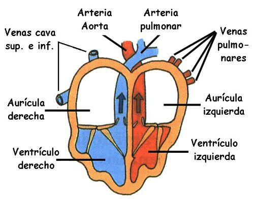 LA BIOLOGÍA EN EL LABORATORIO