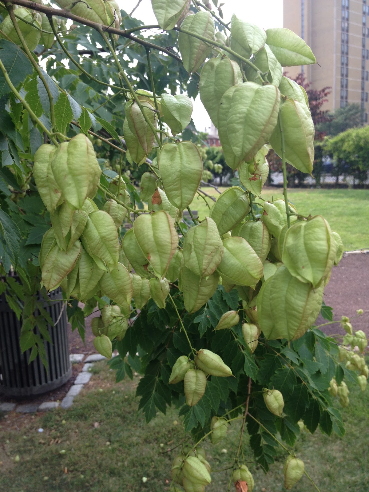 PHILLY TREES: THE PHILADEPHIA UNDERSTORY