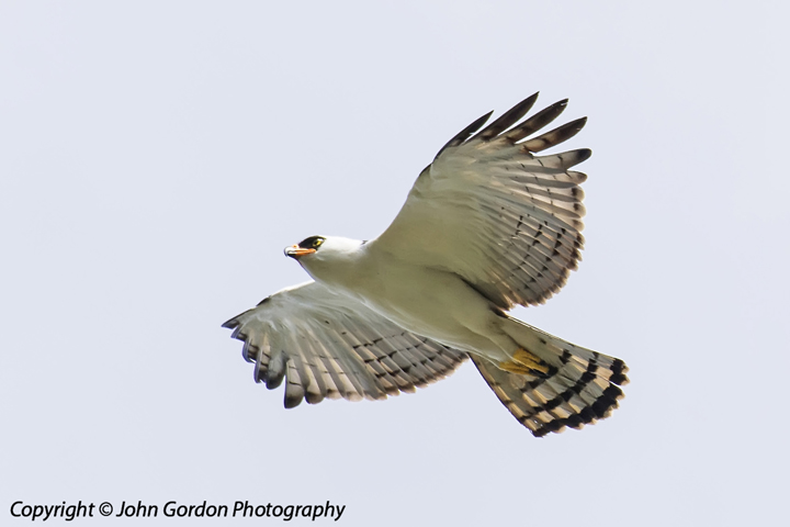 John Gordon/Listening to Birds: Bird of the Month/Black and White Hawk ...