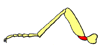 InSeCtOs: LAS PATAS...
