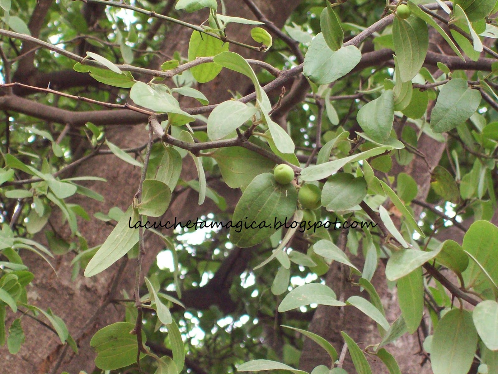 La cucheta mágica: El árbol del Mistol