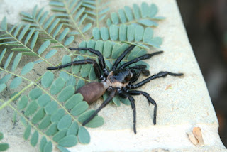 Trapdoor Spiders Make an Appearance