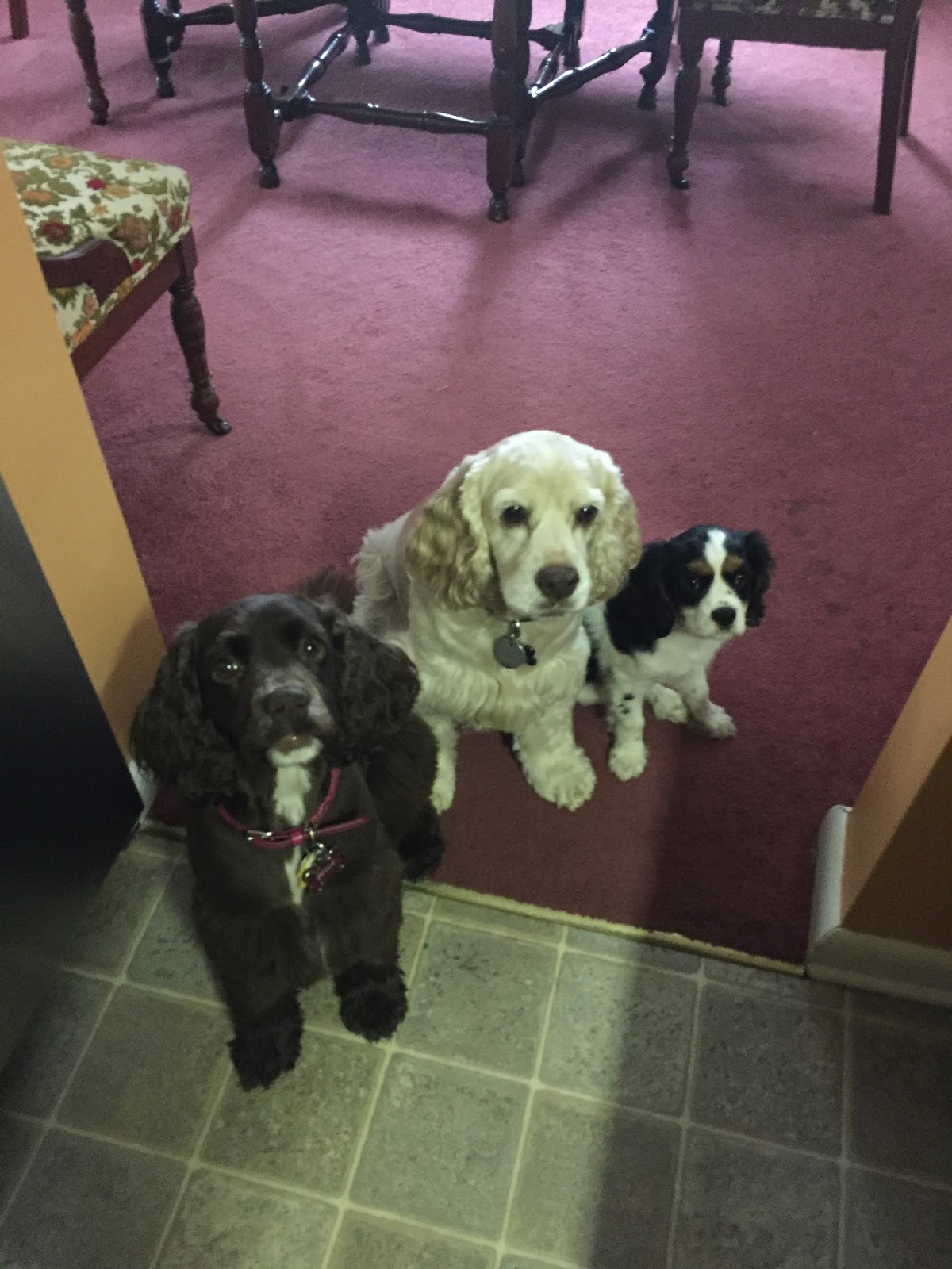 Cocker Spaniel Adoption Center Blog