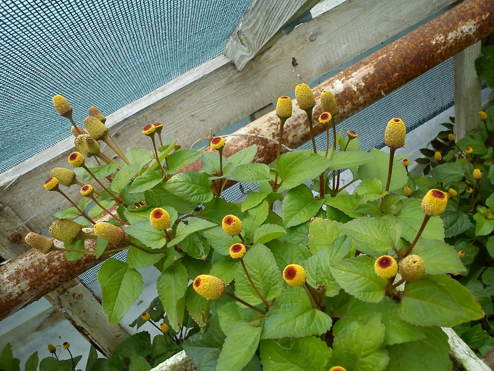 Zioła z Odległych Krain: Acmella oleracea, Spilanthes acmella ...