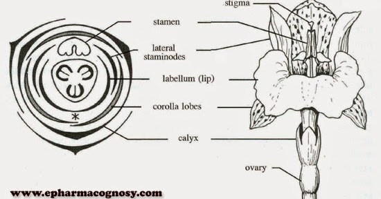 Structure of the Ginger plant