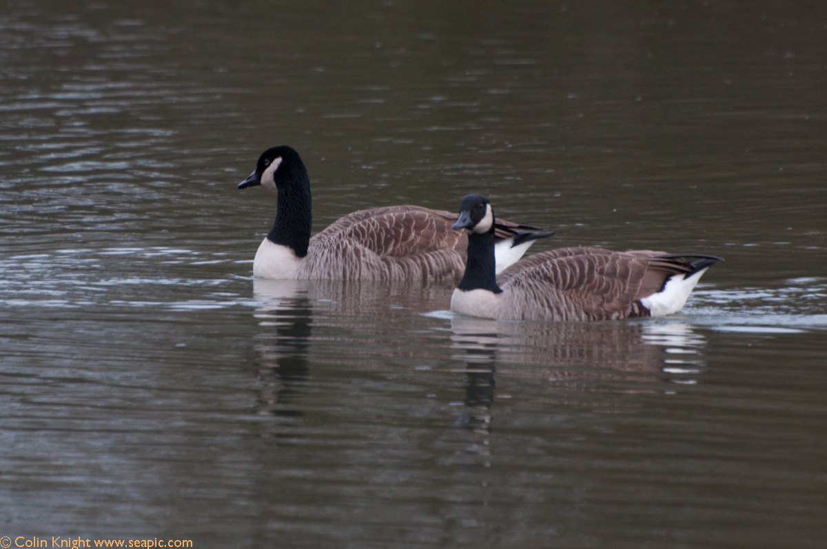 Postcards from Sussex: Canada Geese and Trumpeter Swans