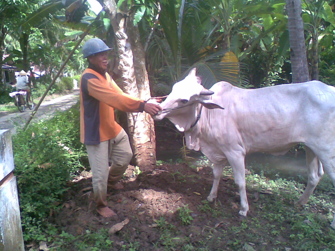 BUDIDAYA SAPI | Saraswati Update