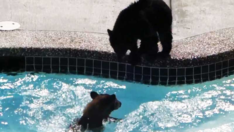 Nothing To Do With Arbroath: Playful bear cubs cooled off in man's pool