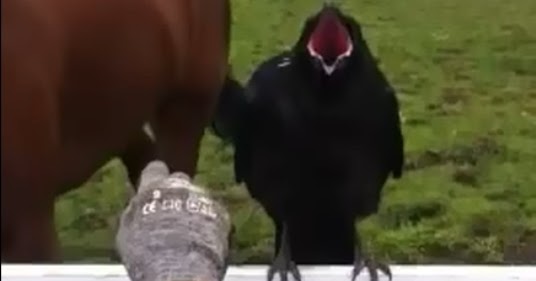 White Wolf : A wounded Raven approaches humans for help in removing ...