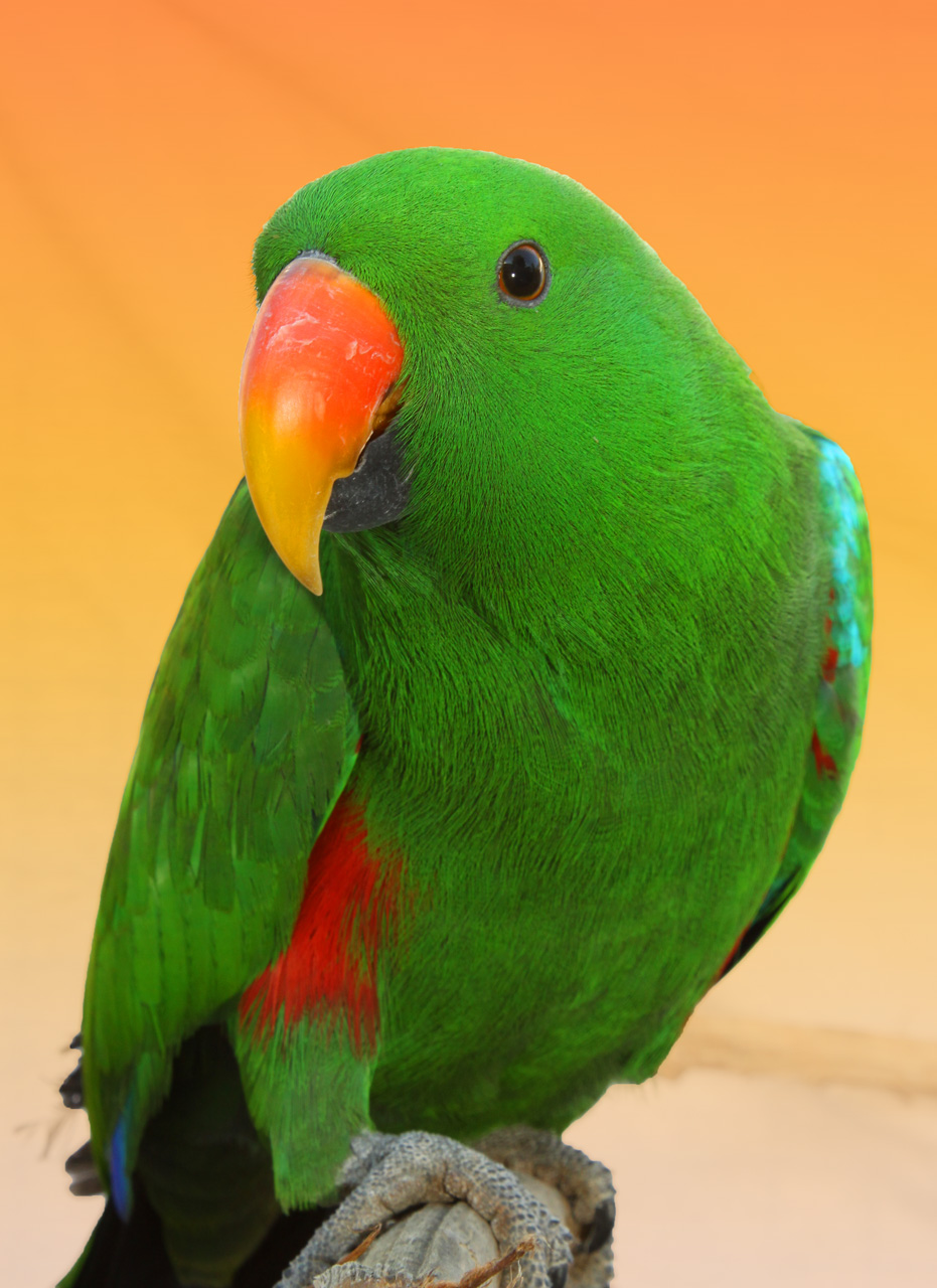 Parrot's Paradise.: Edel papegaai