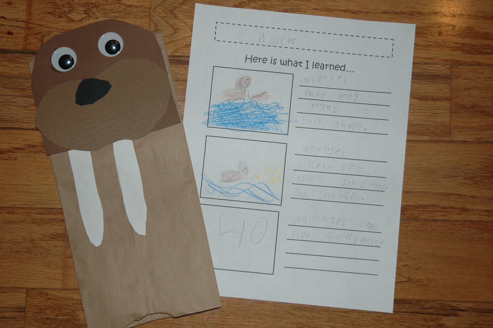 this and that: walruses