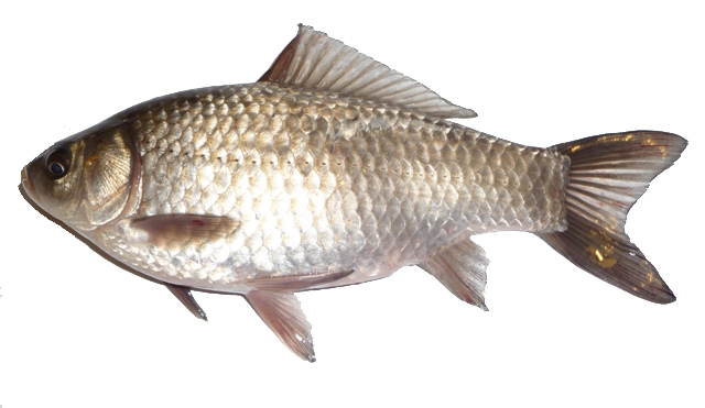 TEKNIK BUDIDAYA : IKAN NILEM (Osteochilus vittatus) ~ Segoro lan Iwak