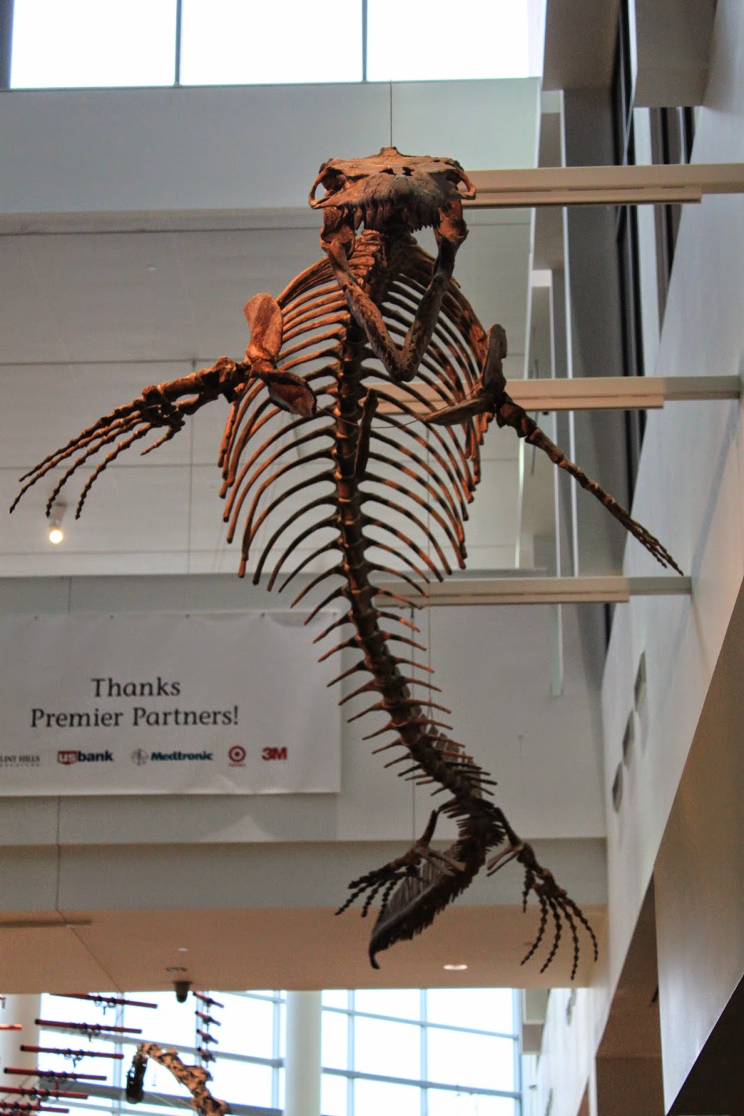 Variety of Life: Anguimorpha