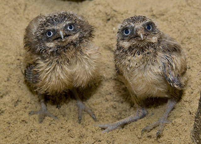 The Burrowing Owl – The Smallest Species of Owl | The Ark In Space