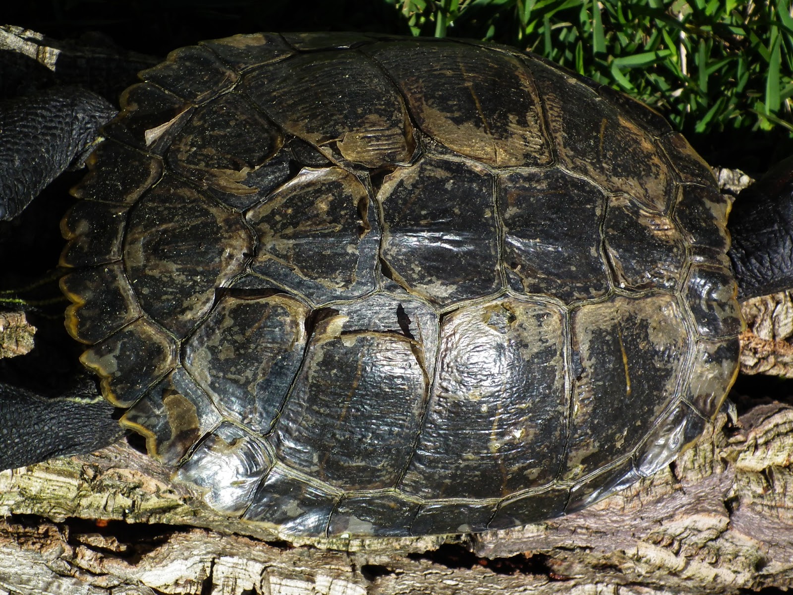 PLASTRÃO: Descamação da carapaça
