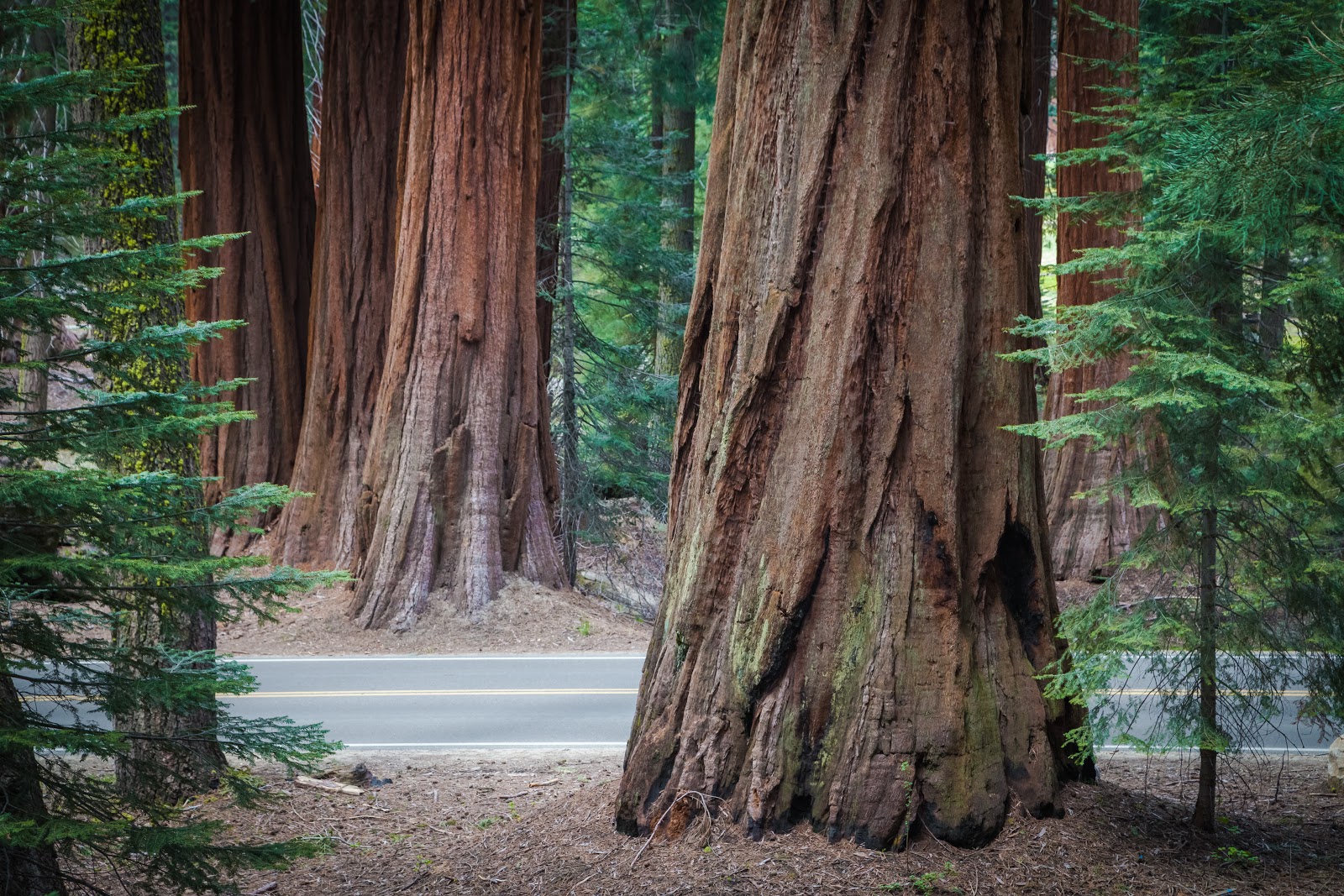 Giant Trees in Sequoia National Park - Explore the World with Simon Sulyma