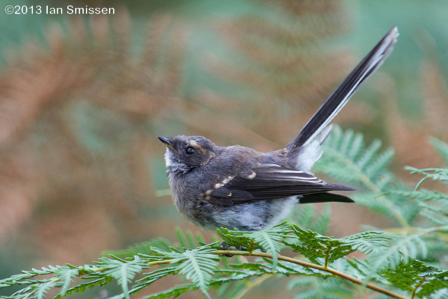 A passion for birds...: Oswin Roberts Reserve: Fairy-wrens and Fantails