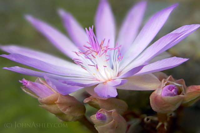 Wild and Free Montana: The Bitterroot Backstory