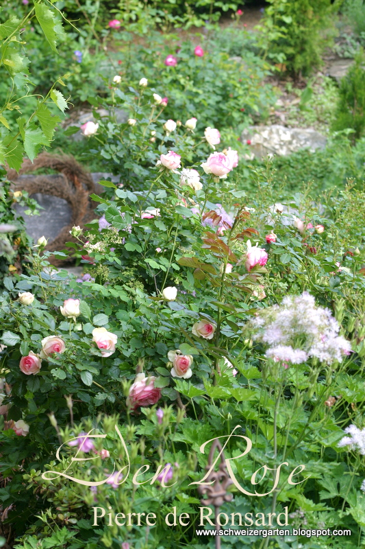 Rosenduft liegt in der Luft....