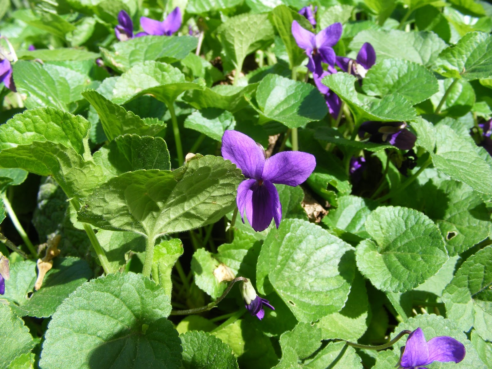 Rachel Callaghan Landscape Architect, NZ: Violets as Groundcover