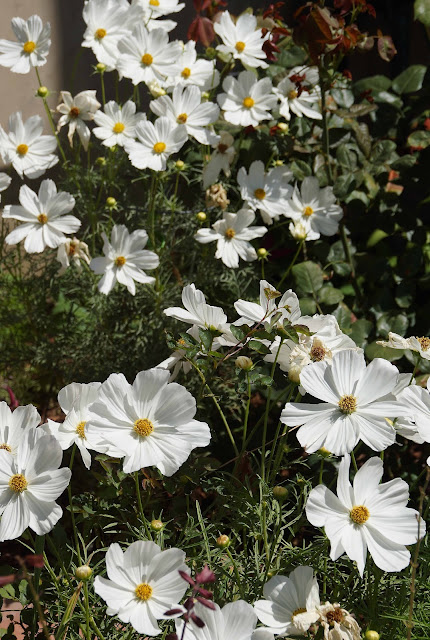 More Flowers, and This Was Dumb But I Have An Excuse