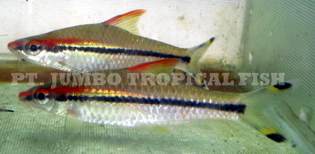 PT. Jumbo Tropical Fish