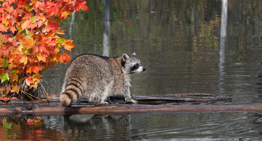 Fantastic Outdoor : Coon Hunting Tips To Help This Great Sport Start