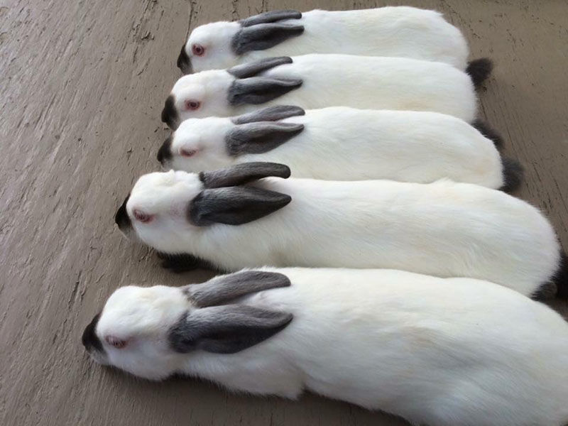 THE WESTERNER: Midwest Alternative Livestock auction: A place for the ...