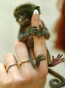 M. Raeder - Photography: Finger Monkeys