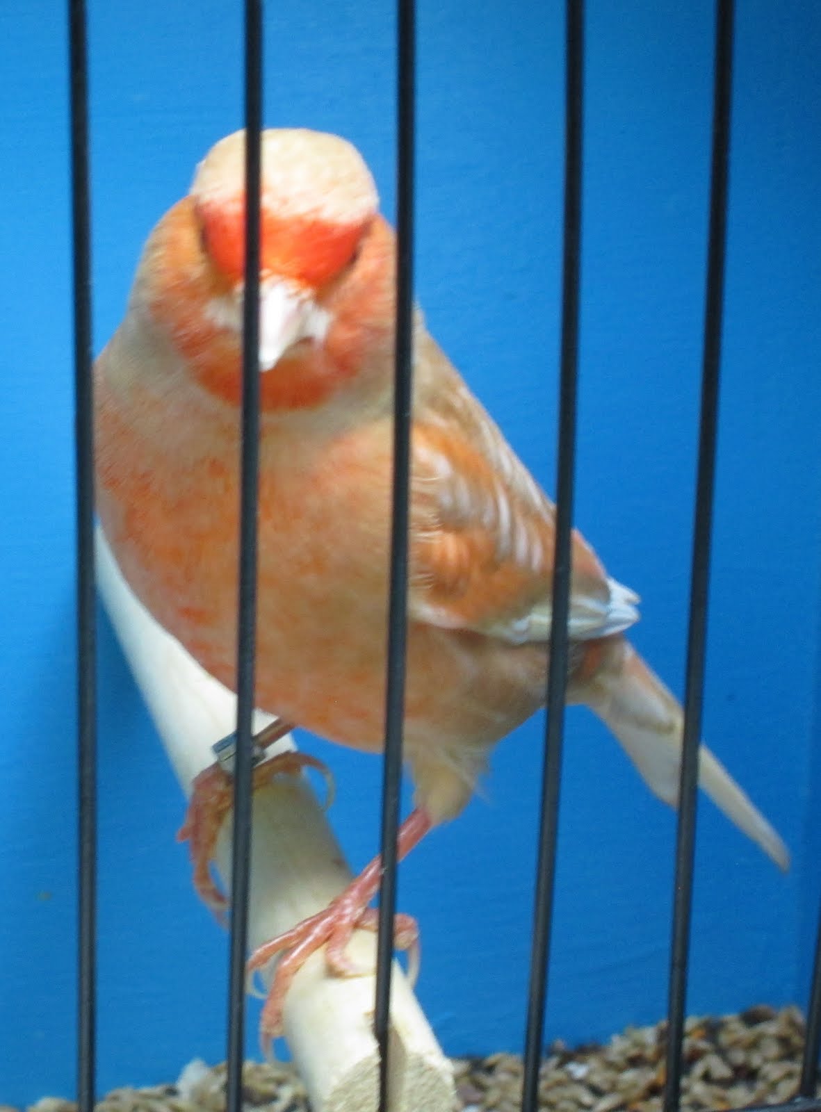 Canary Tales: Winners Florida Canary fanciers Bird Show