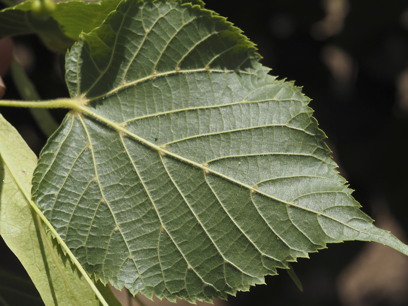 Paseos por la naturaleza: Tilia platyphyllos. Tilo de hoja grande.