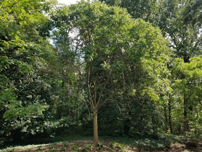 Future Plants by Randy Stewart: Sapindus - Soapberries