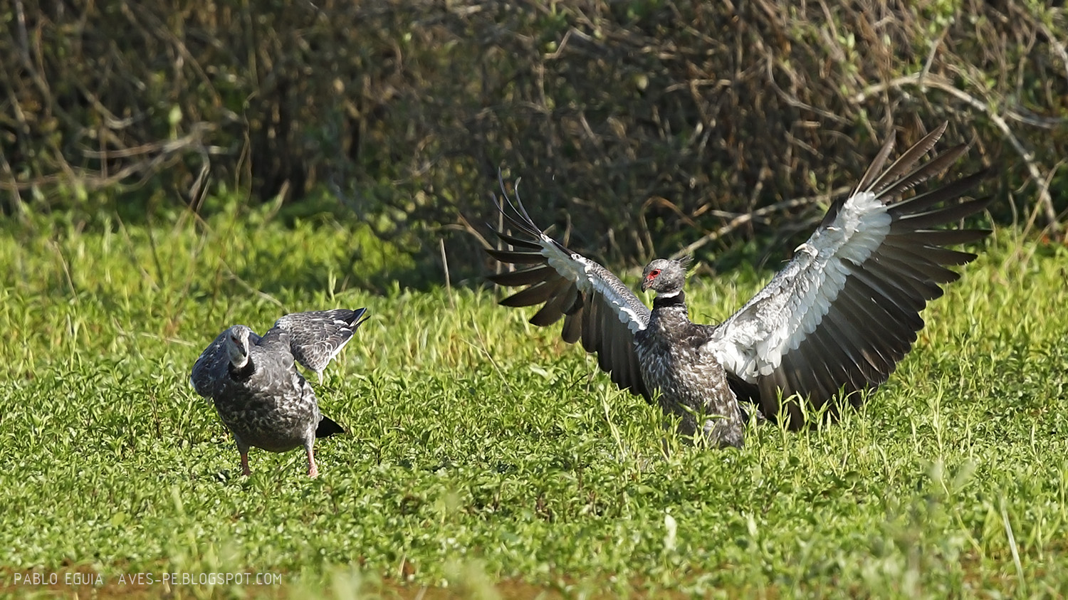 mis fotos de aves: Chauna torquata Chajá Southern Screamer