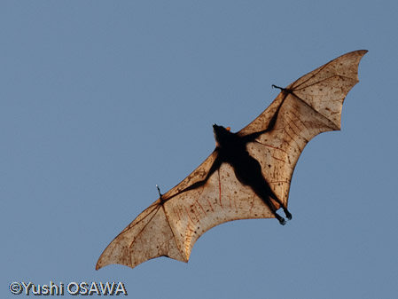 Amazing Magazine: Giant golden-crowned flying fox